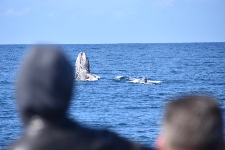 Whale and Marine Life Tour - Ocean Institute
