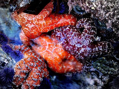 Cruises and Sails - Ocean Institute