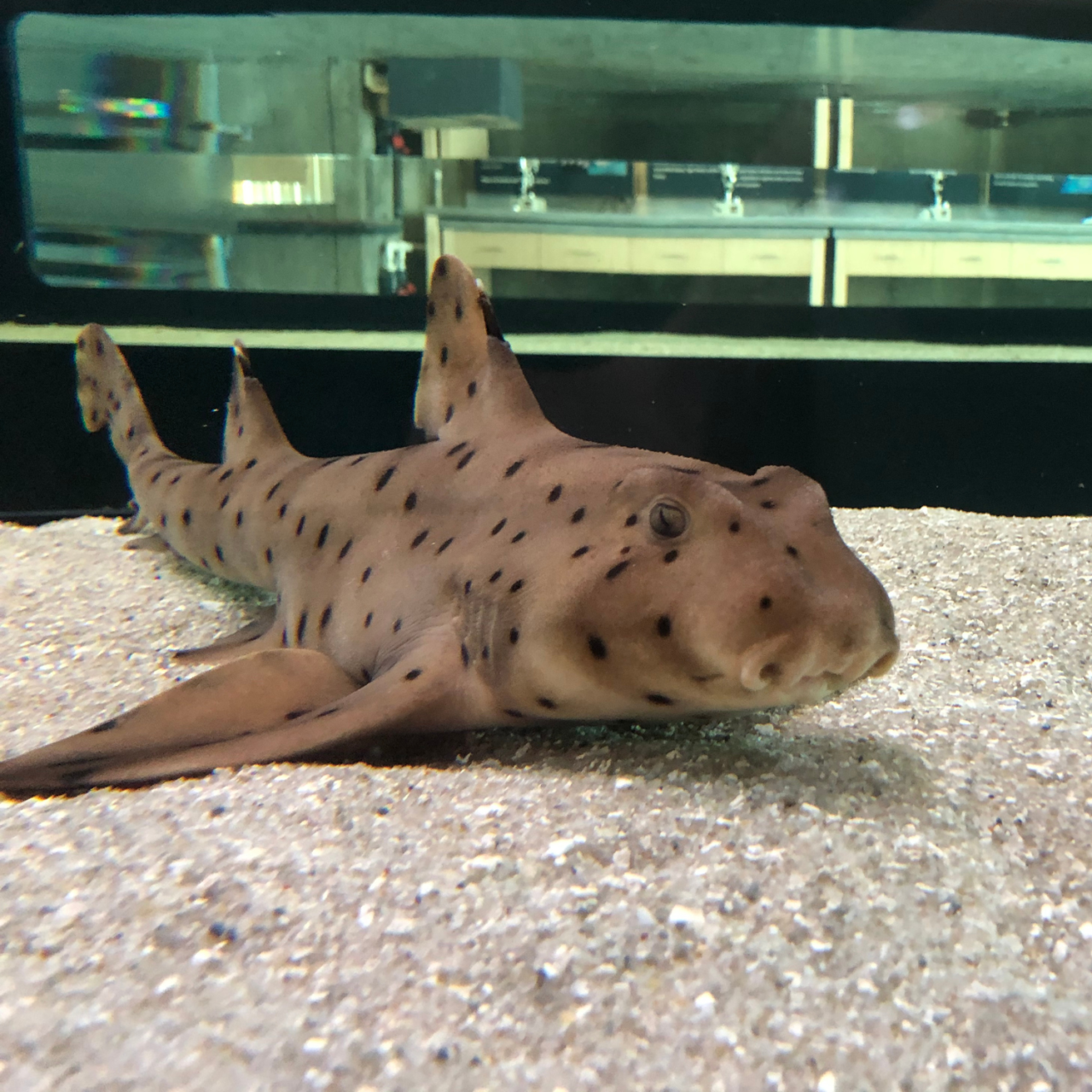 Animals and Exhibits - Ocean Institute