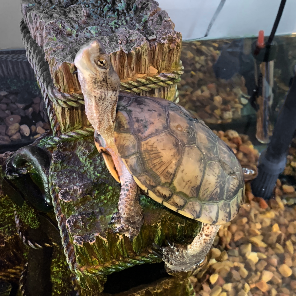 Adopt-an-Animal - Ocean Institute